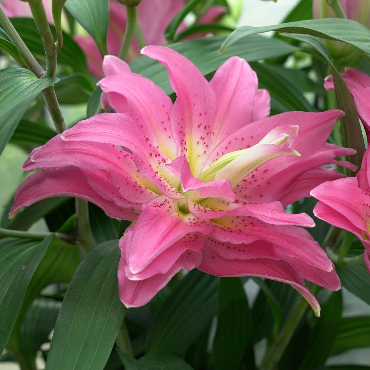 Lilium Roselily Patricia | Pro 5 Stück blumenzwiebeln kaufen