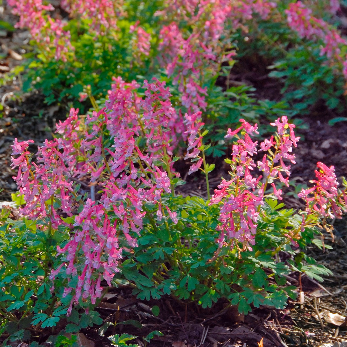 Corydalis solida Beth Evans | Pro 20 Stük kaufen | Fluwel