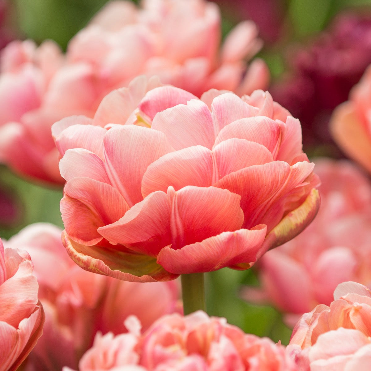 Blumenzwiebeln kaufen: Tulpen, Narzissen, Amaryllis | Fluwel