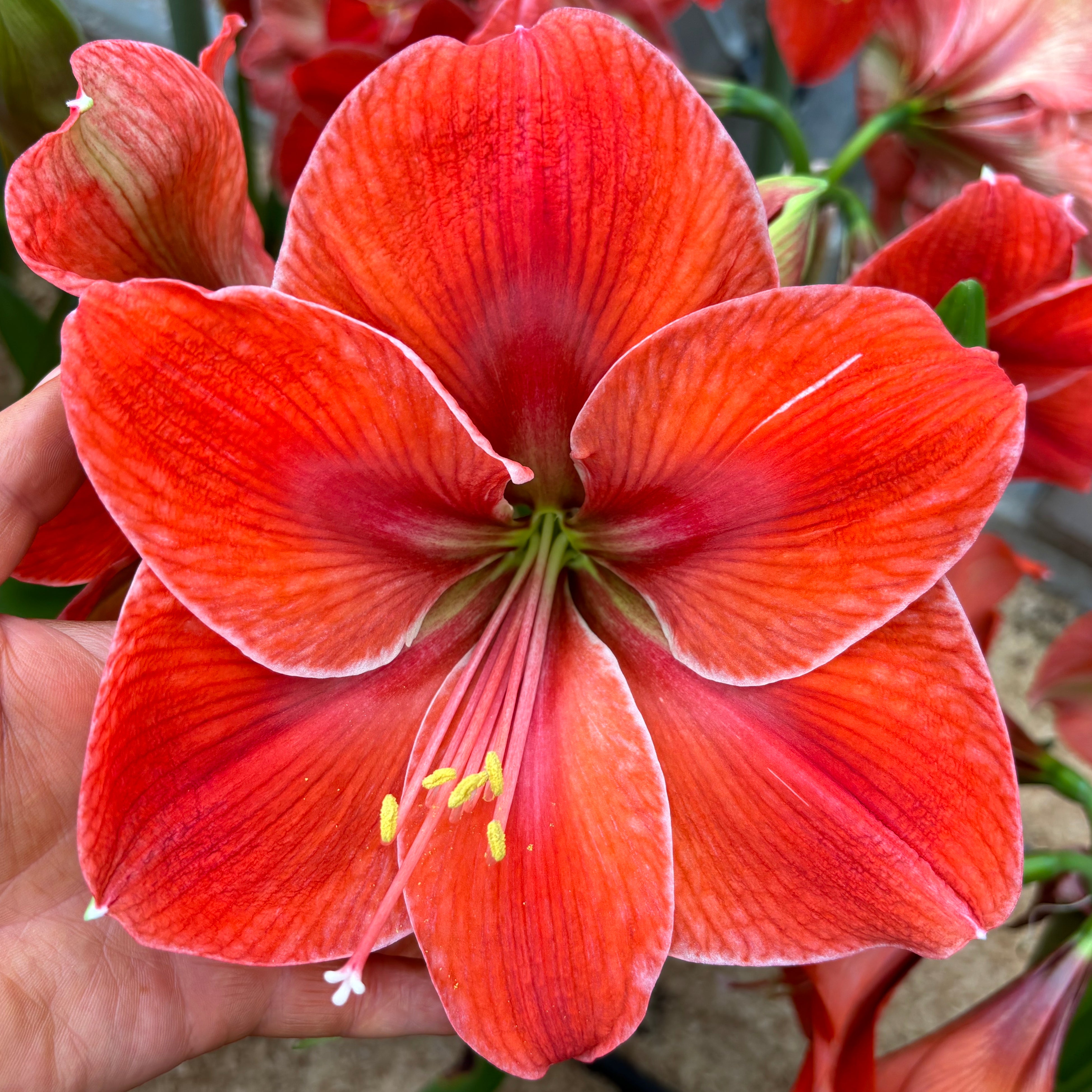 Amaryllis Orange with white picotee (Hippeastrum) | Pro 1 Stük kaufen ...