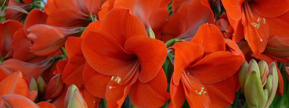 Blumenzwiebeln kaufen: Tulpen, Narzissen, Amaryllis | Fluwel