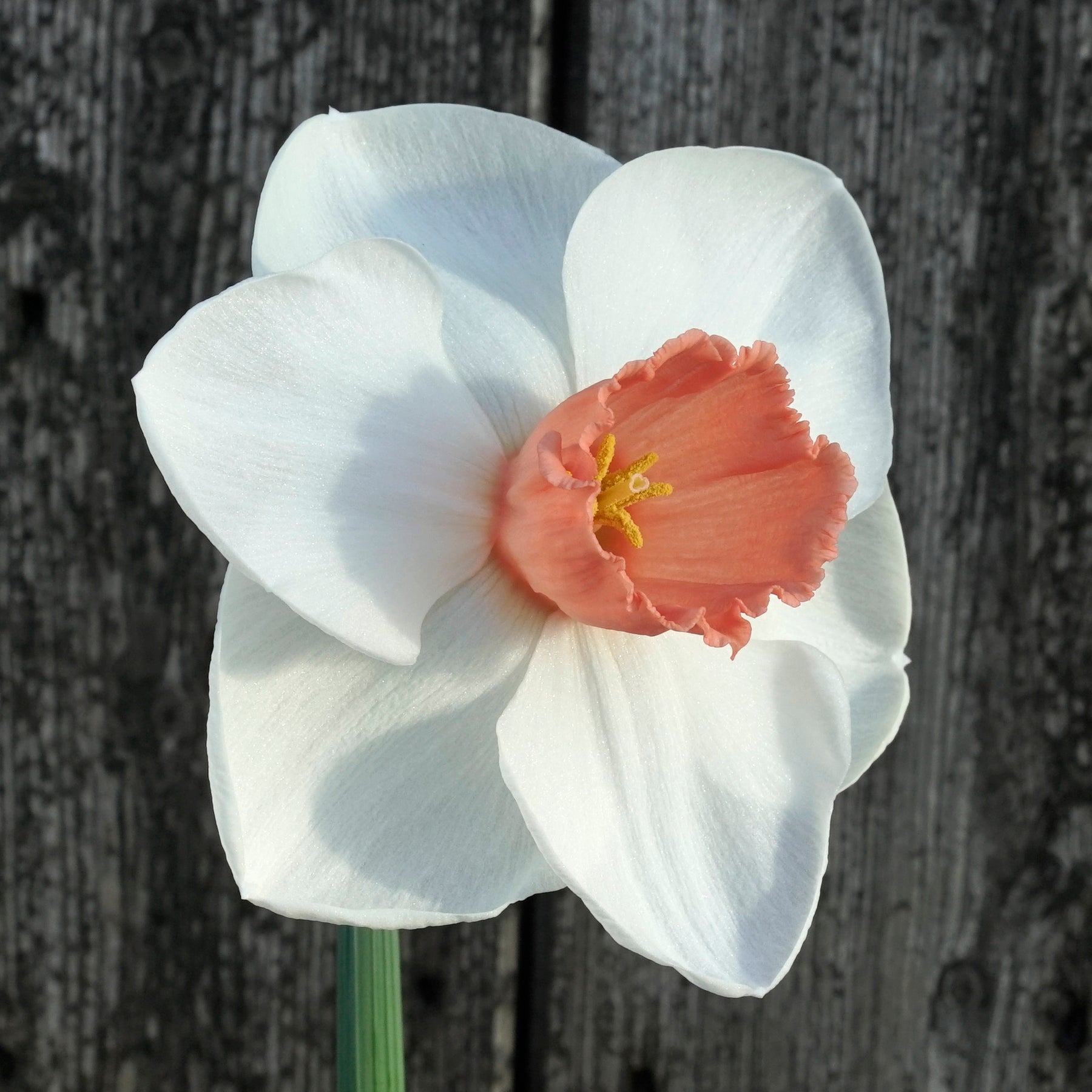 Narcissus Sutton's Choice