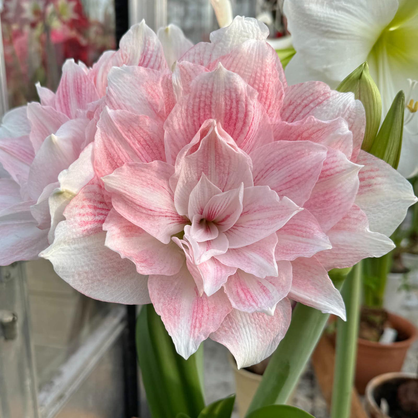 Amaryllis Candy Belle (Hippeastrum) | Pro 1 Stück kaufen | Fluwel