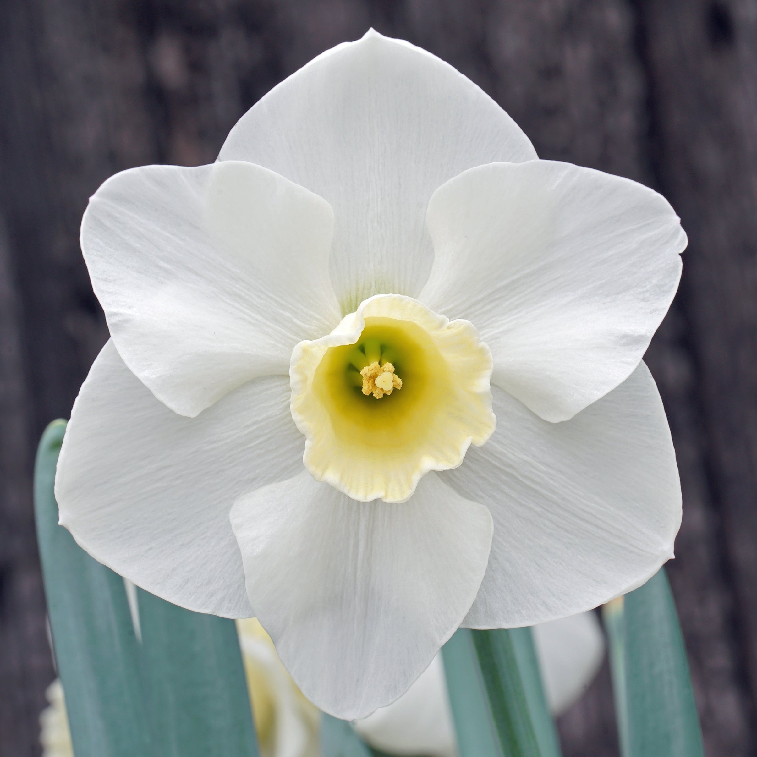 Narzisse 'Cold Play' | Exklusive Blumenzwiebeln von Fluwel