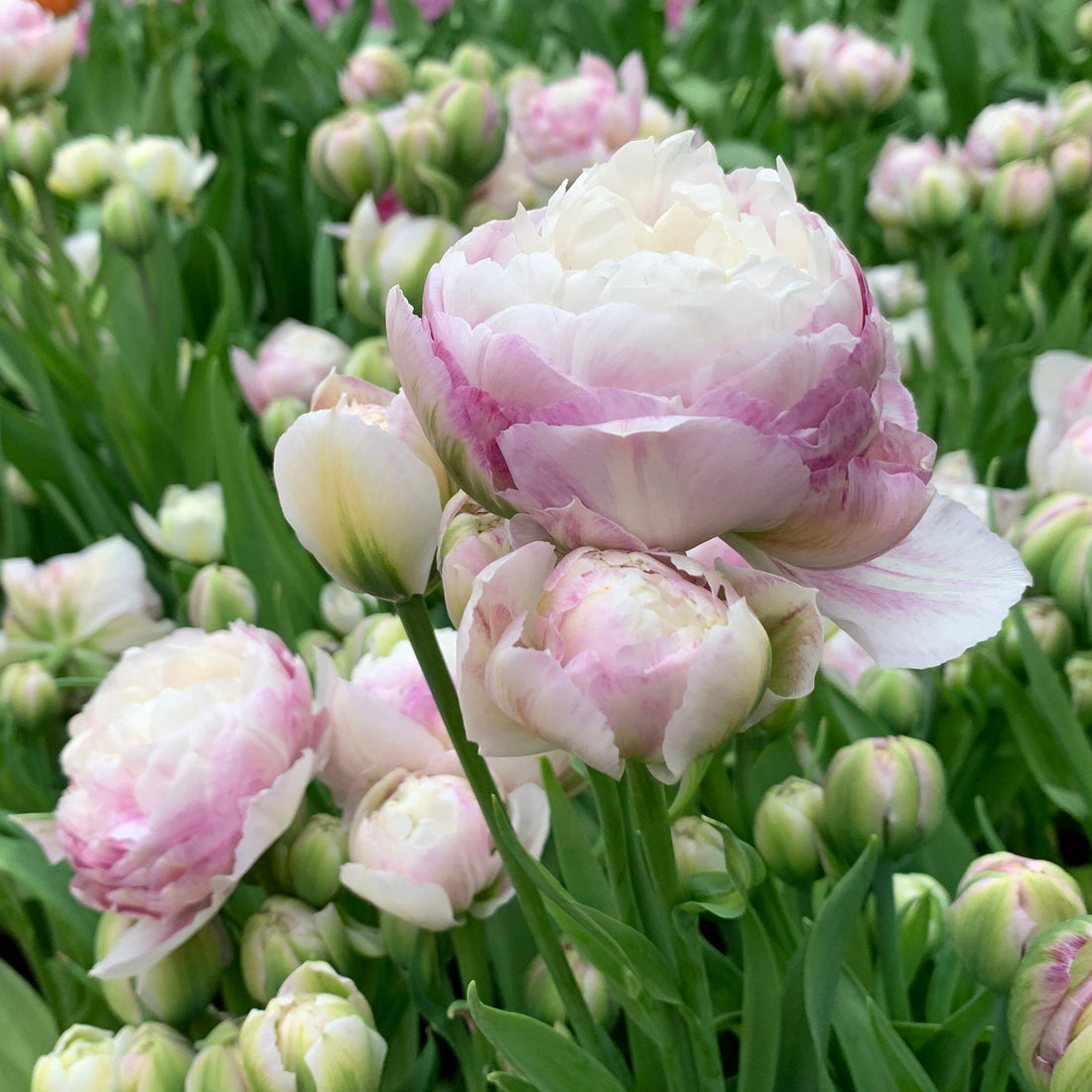Tulip 'Double Surprise' Zwiebeln kaufen | Fluwel
