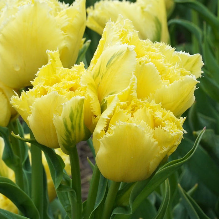 Tulip 'Lemon Shoot' Zwiebeln kaufen | Fluwel