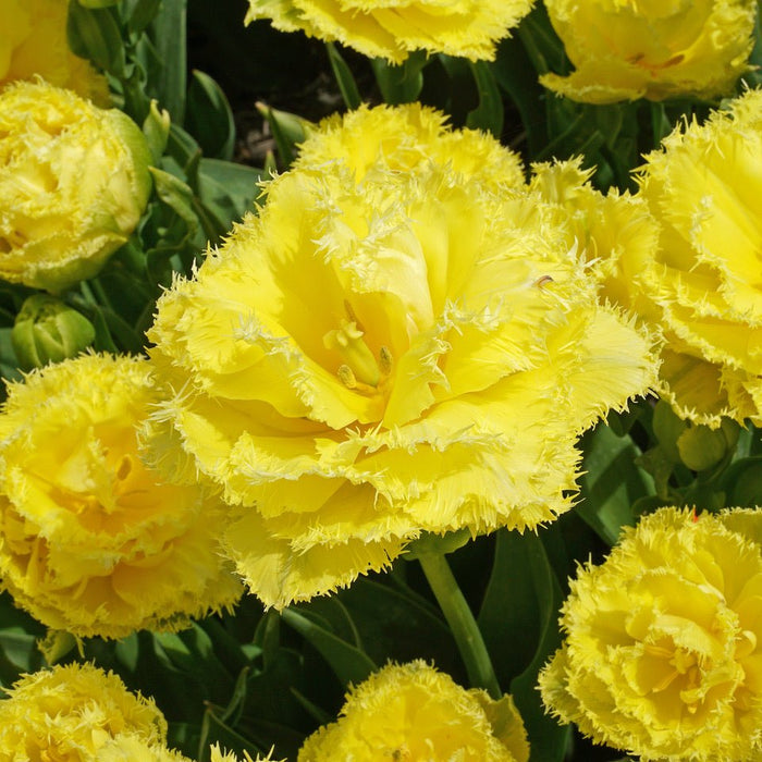 Tulip 'Lemon Shoot' Zwiebeln kaufen | Fluwel