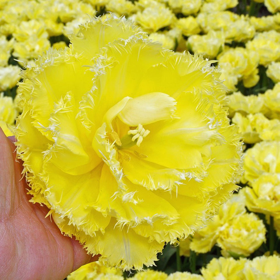 Tulip 'Lemon Shoot' Zwiebeln kaufen | Fluwel