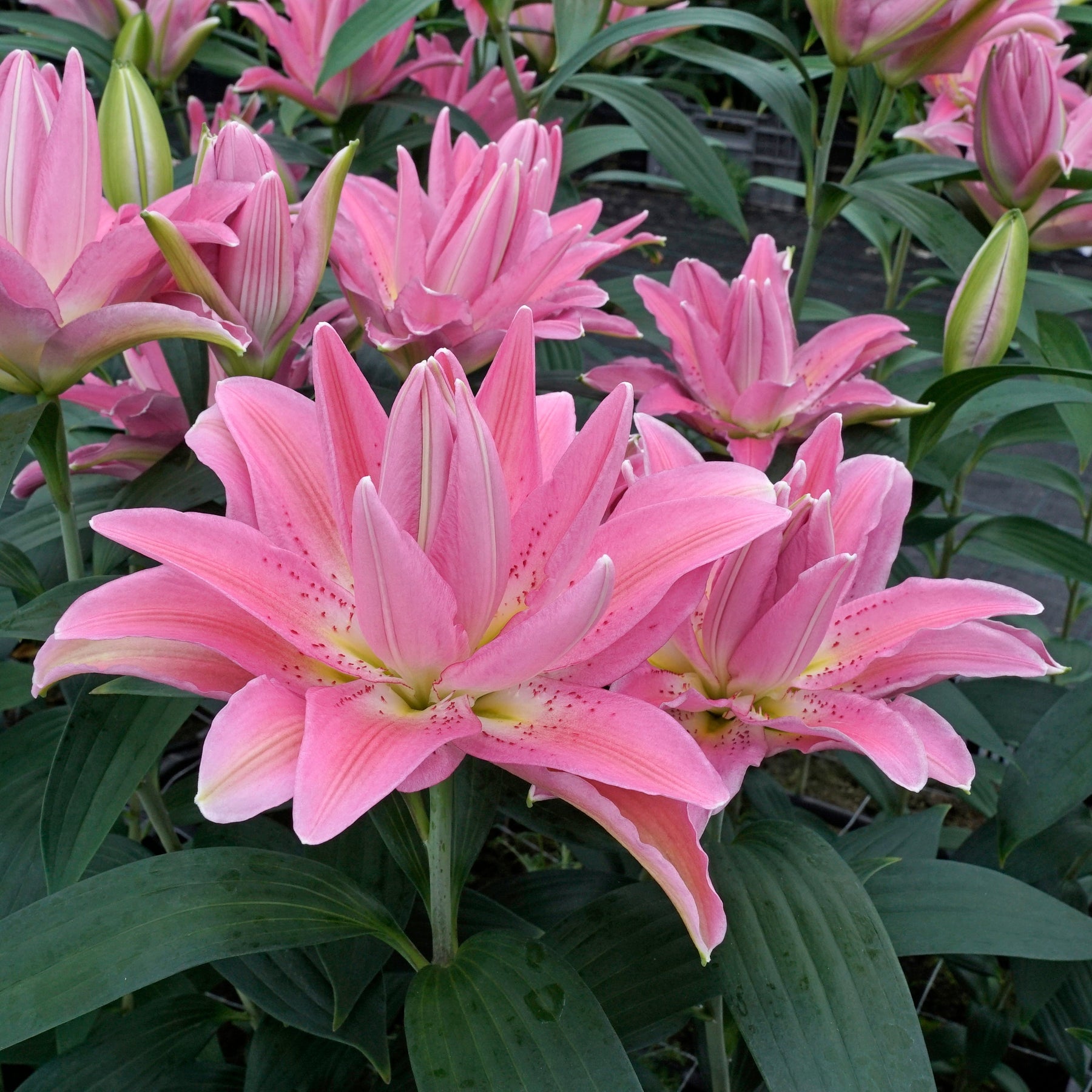 Lilium Roselily Patricia kaufen | 5 Zwiebeln pro Packung | Fluwel