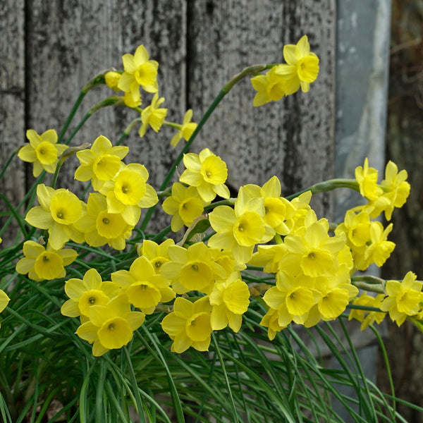 Narzisse 'Miss Klein' | Exklusive Blumenzwiebeln von Fluwel