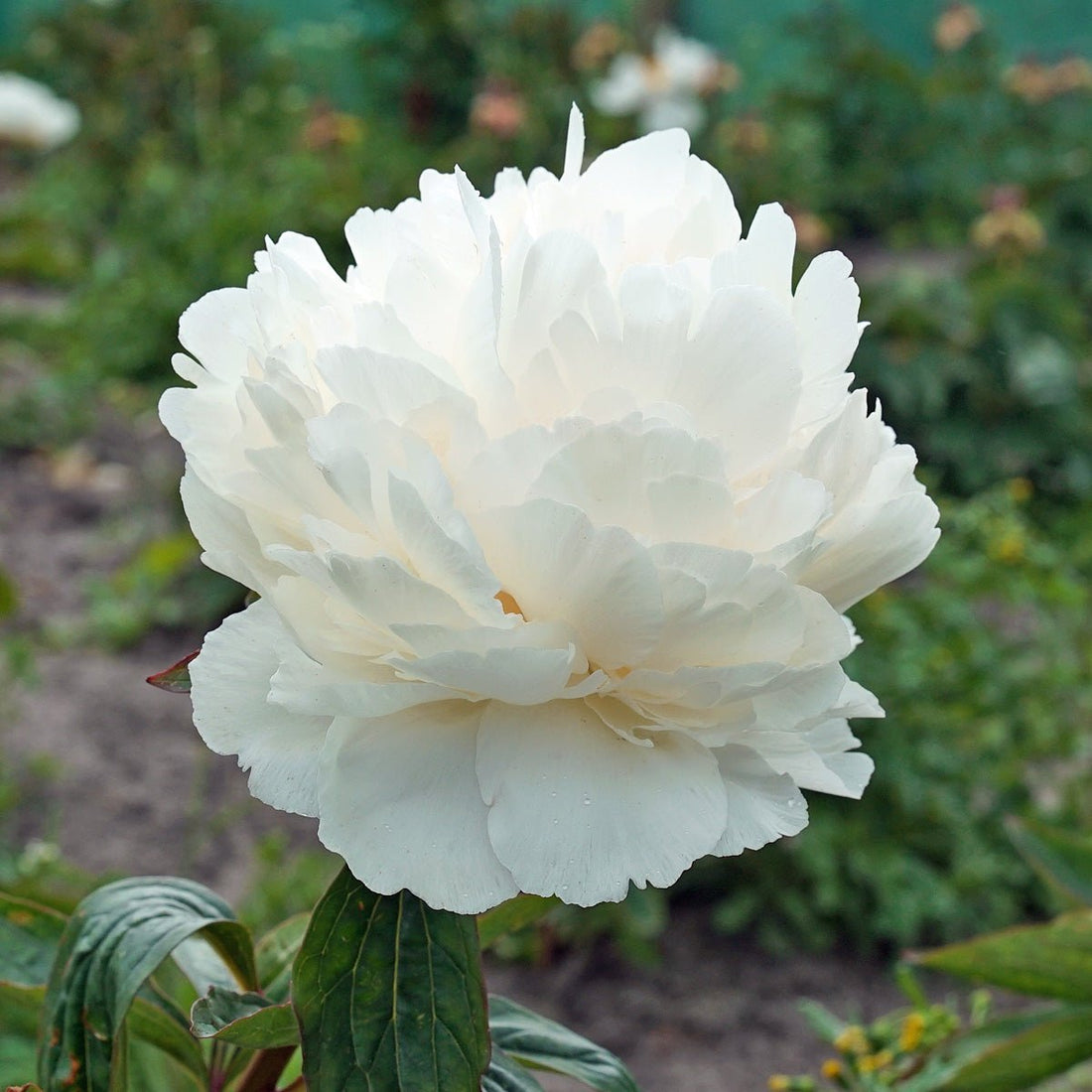 Peony 'Bowl of Cream' | Topkwaliteit bloembollen van Fluwel