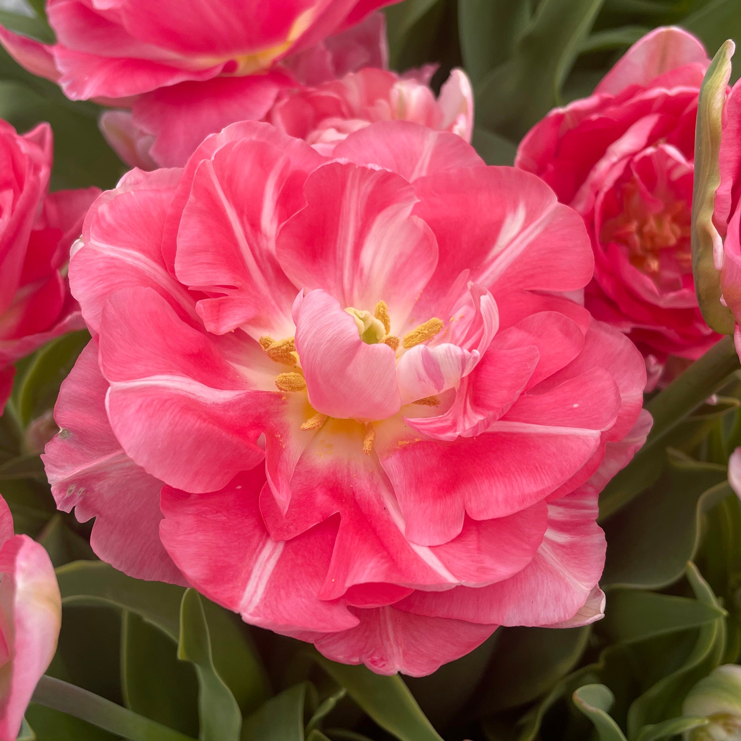 Tulip 'Wedding Gift' Zwiebeln kaufen | Fluwel