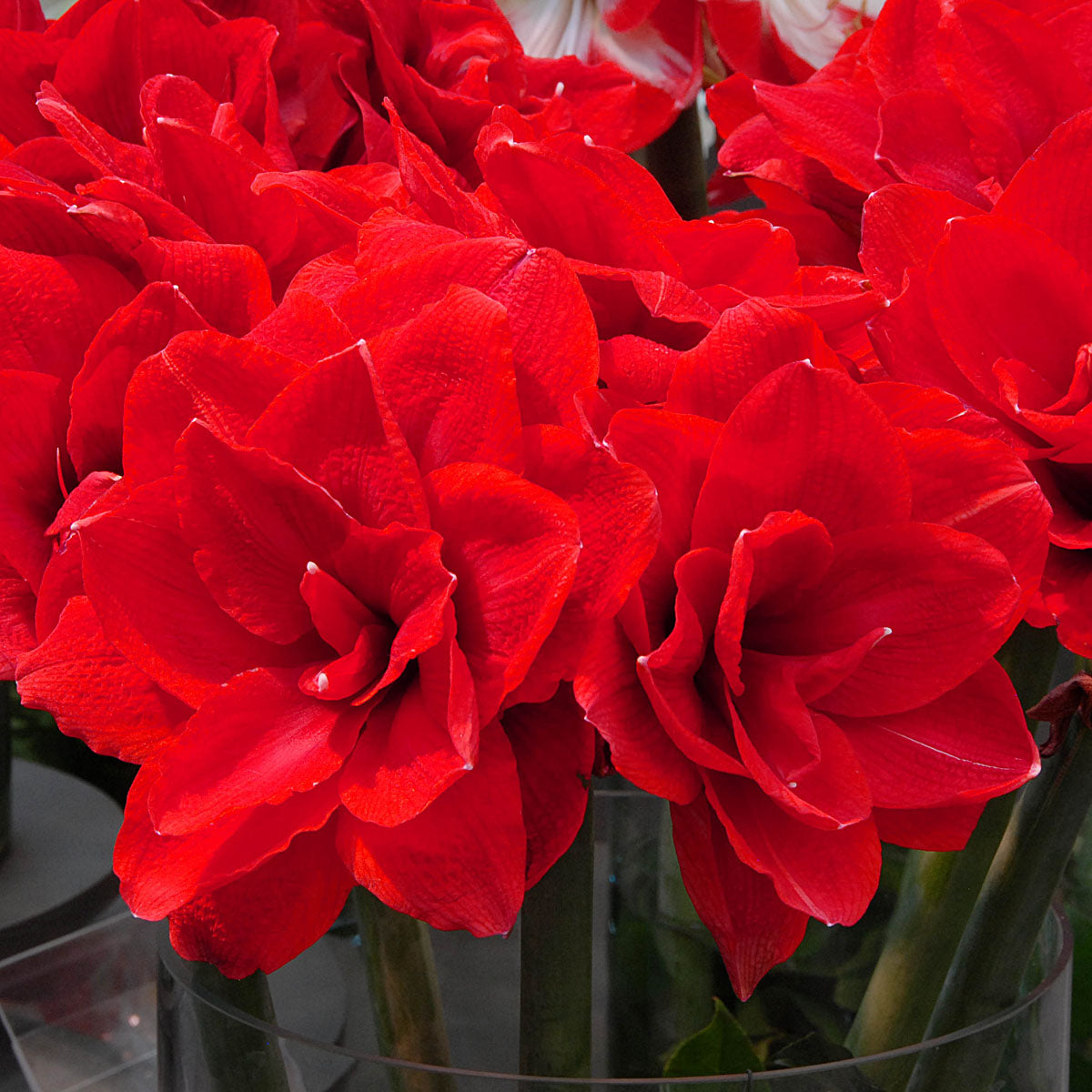 Amaryllis Cherry Nymph (Hippeastrum) | Pro 1 Stück kaufen | Fluwel