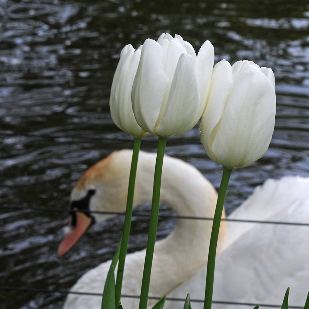 Tulpen Hakuun (Tulipa) | Pro 20 Stük kaufen | Fluwel