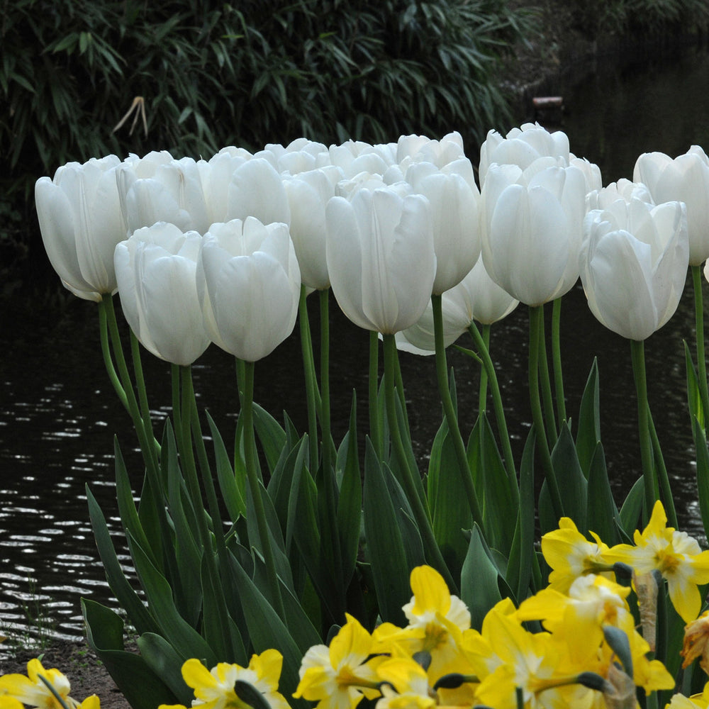 Tulpen Hakuun (Tulipa) | Pro 20 Stük kaufen | Fluwel