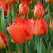 Tulpen Robbedoes (Tulipa) | Pro 10 Stük kaufen | Fluwel