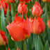 Tulpen Robbedoes (Tulipa) | Pro 10 Stük kaufen | Fluwel