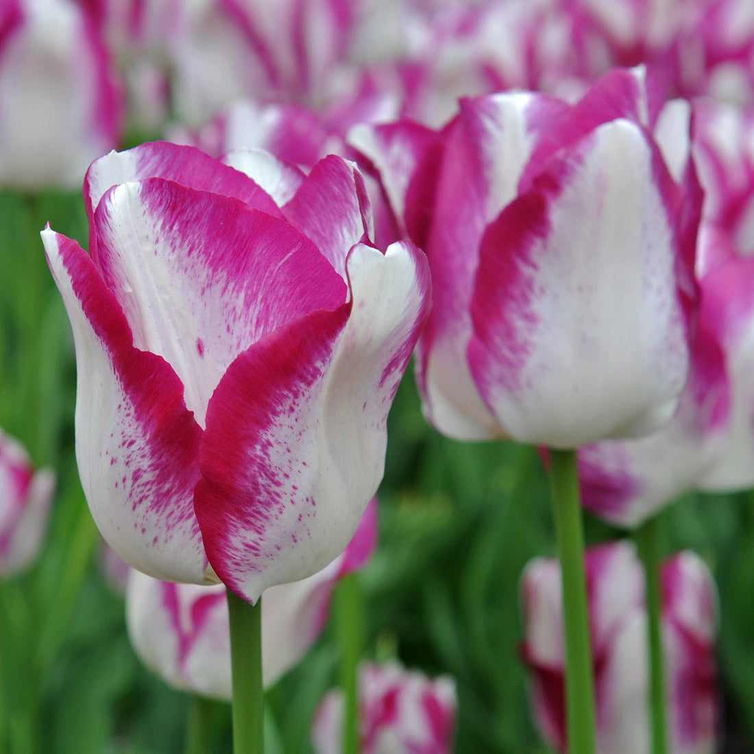 Tulpe Affair | Premiumqualität Blumenzwiebeln | Fluwel