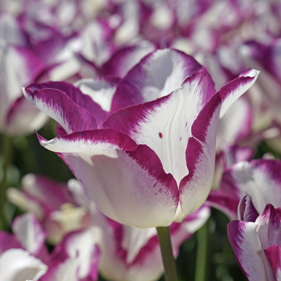 Tulpe Affair | Premiumqualität Blumenzwiebeln | Fluwel