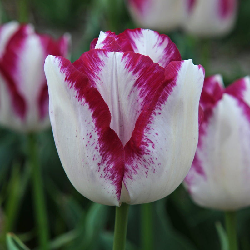Tulpe Affair | Premiumqualität Blumenzwiebeln | Fluwel