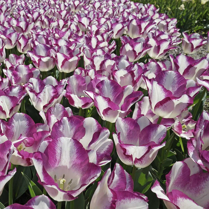 Tulpe Affair | Premiumqualität Blumenzwiebeln | Fluwel