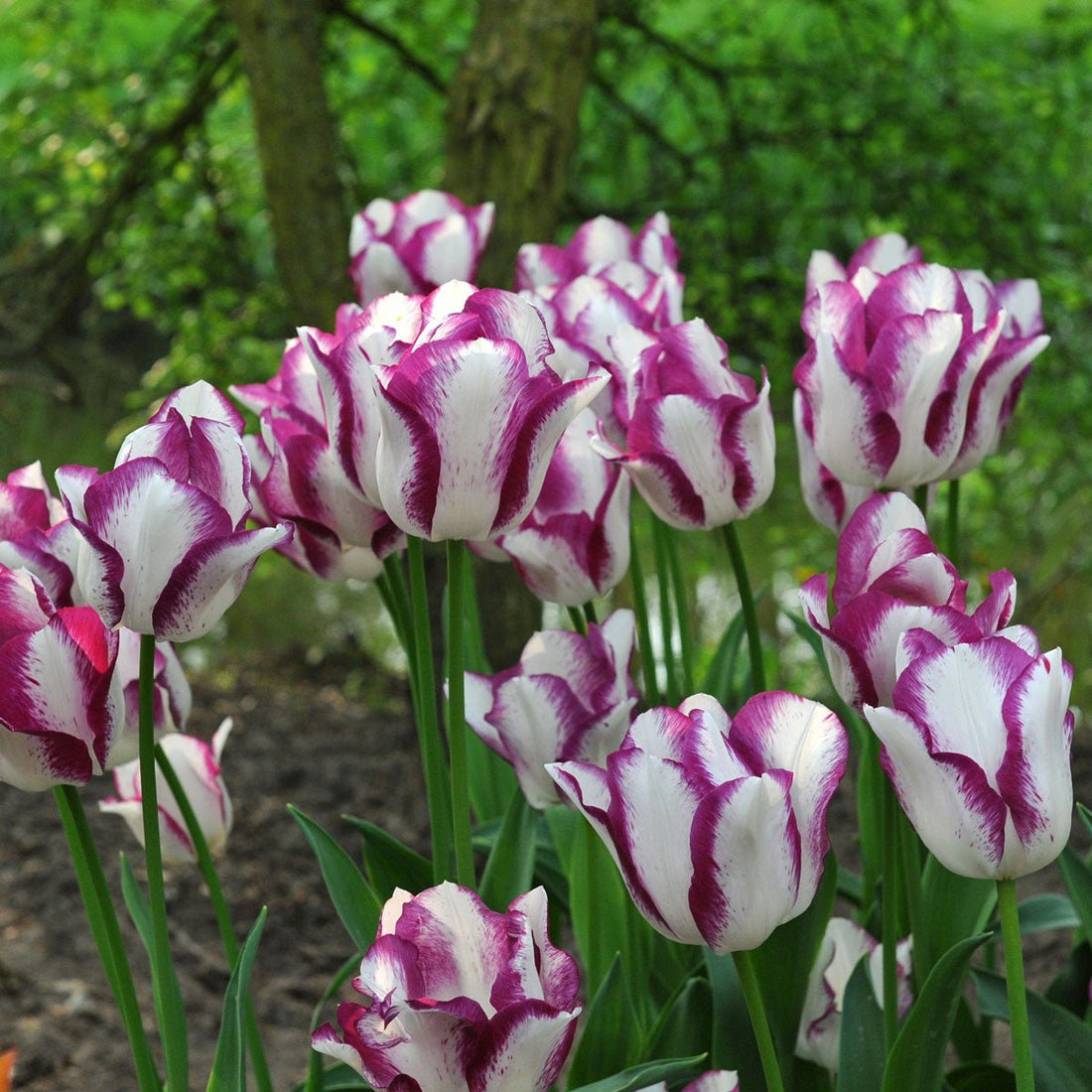 Tulpe Affair | Premiumqualität Blumenzwiebeln | Fluwel