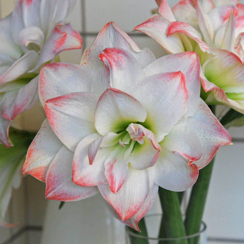 Amaryllis Amadeus Candy (Hippeastrum) | Pro 1 Stück kaufen | Fluwel