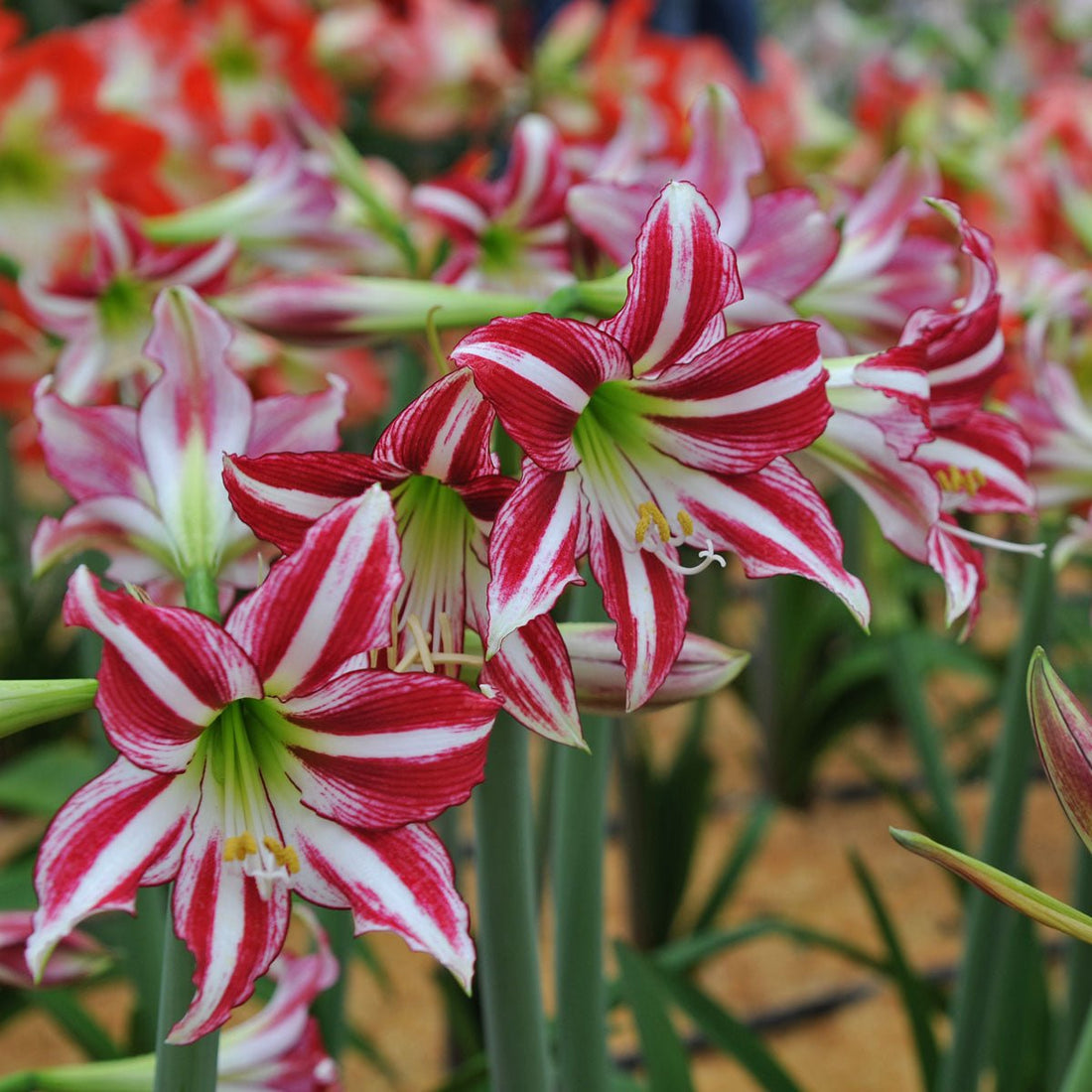 Amaryllis Santiago (Hippeastrum) | Pro 1 Stück kaufen | Fluwel
