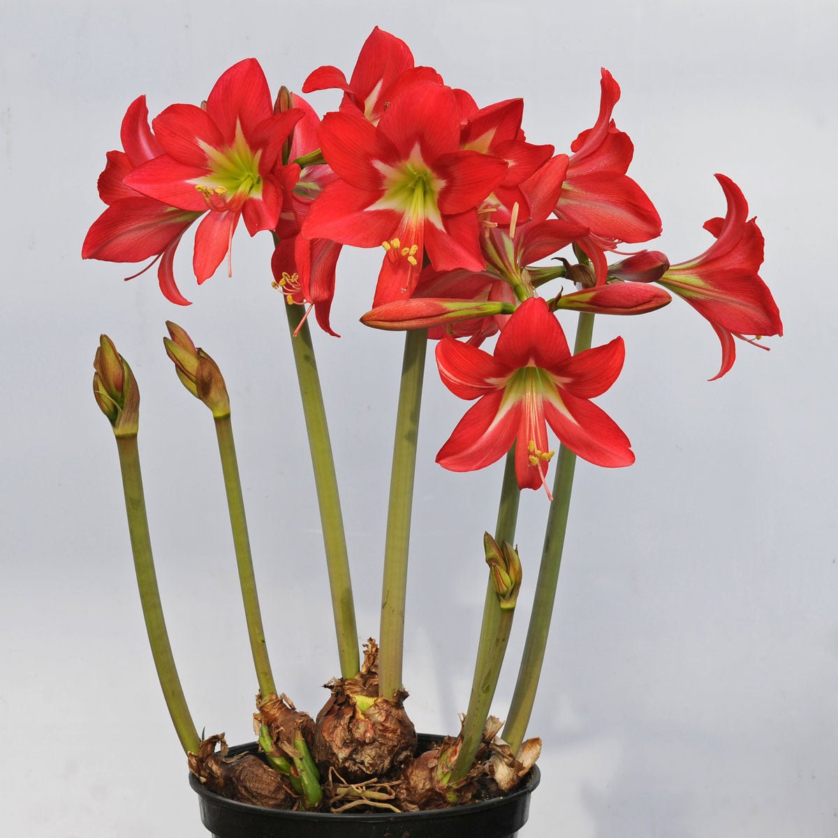 Amaryllis Garden Striped (Hippeastrum) | Pro 1 Stück kaufen | Fluwel