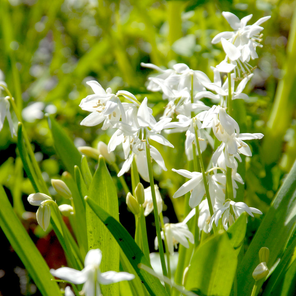 Scilla siberica Alba | Pro 50 Stück blumenzwiebeln kaufen