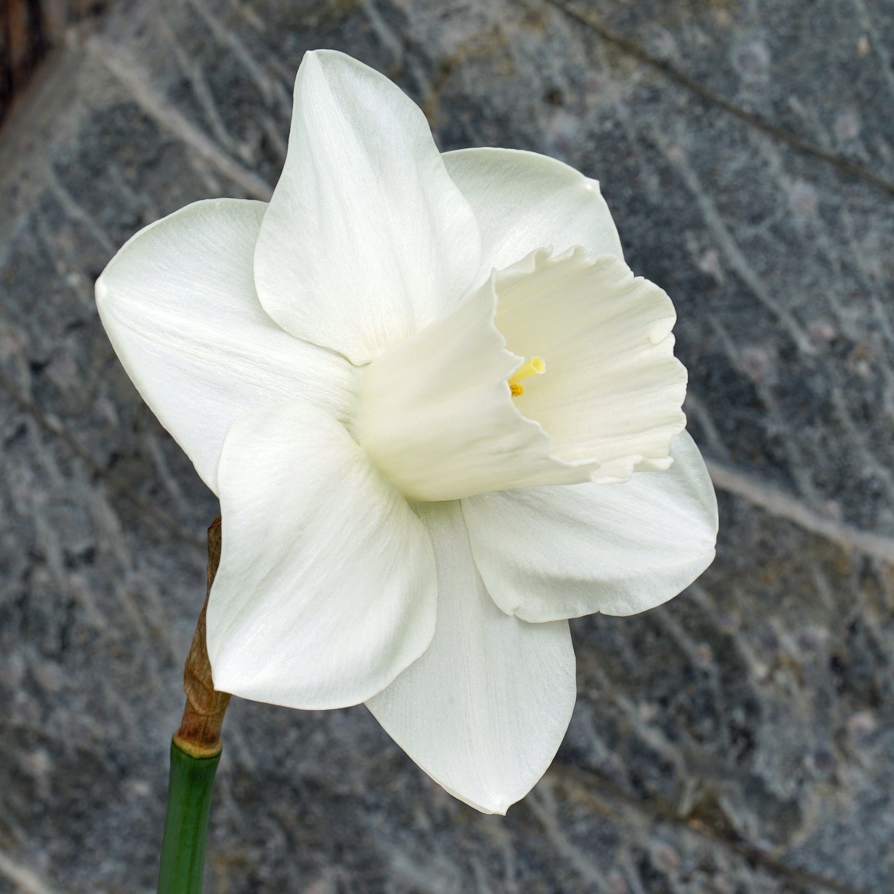 Narzisse 'Cameo Snow' | Exklusive Blumenzwiebeln von Fluwel