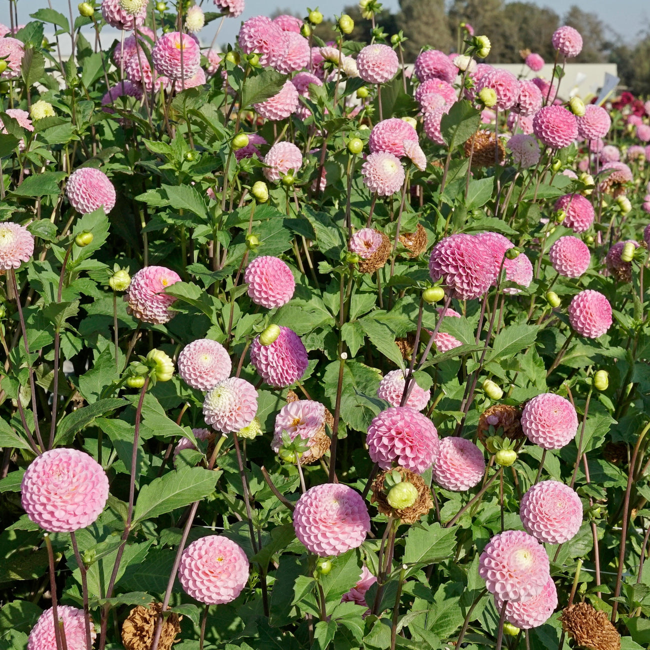 Dahlie 'Maaike' | Premiumqualität Knollen von Fluwel