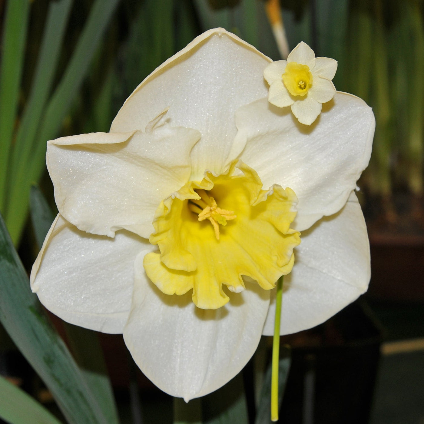Narzisse 'The Godfather' | Exklusive Blumenzwiebeln von Fluwel